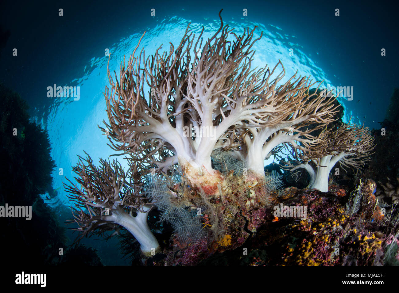 A beautiful coral reef thrives in Raja Ampat, Indonesia. This remote ...