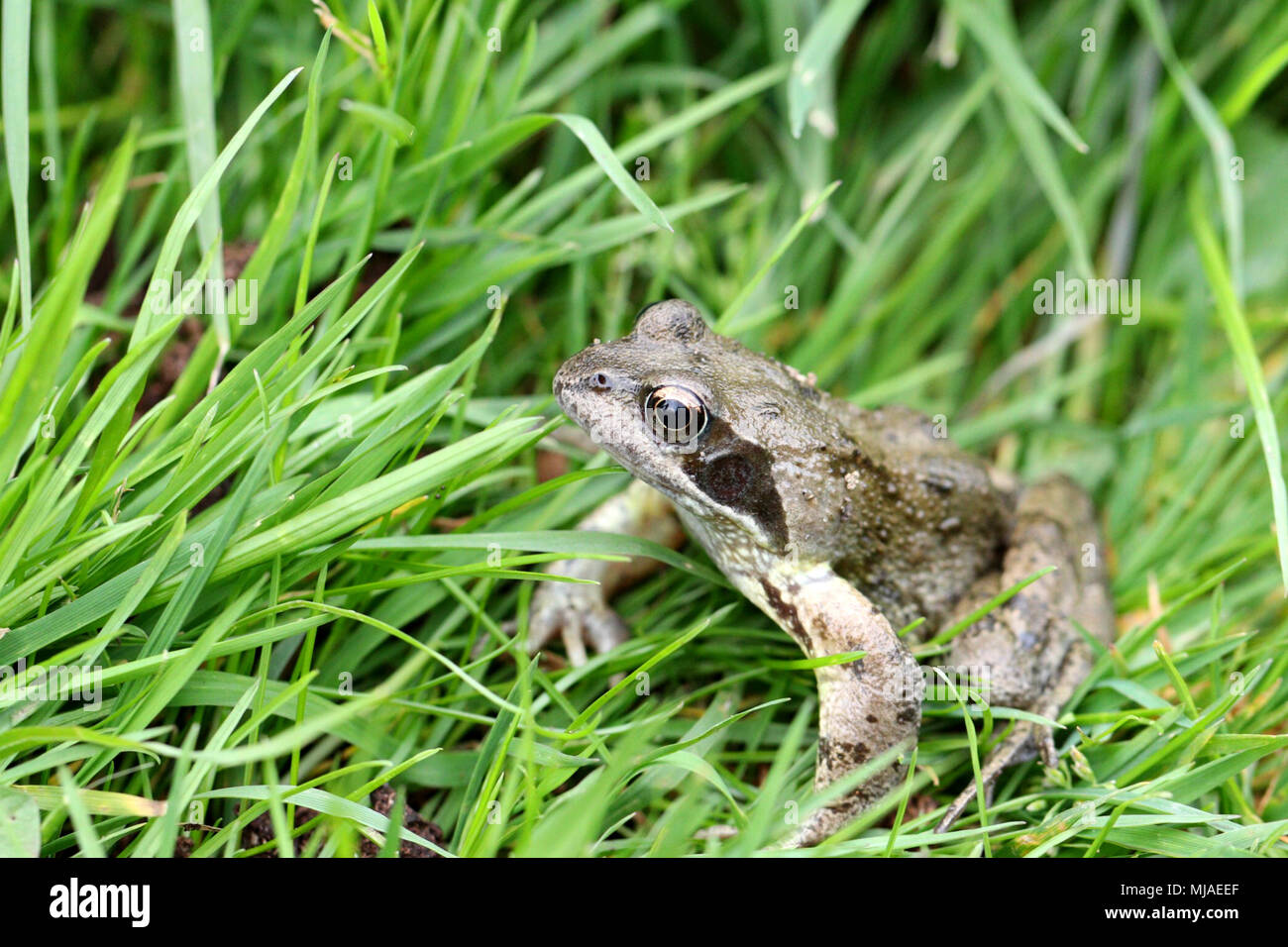 Grassland frogs hi-res stock photography and images - Alamy