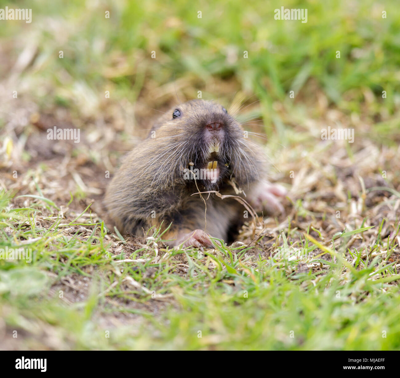 Valley Pocket Gopher (Thomomys bottae) emerging from the burrow Stock ...