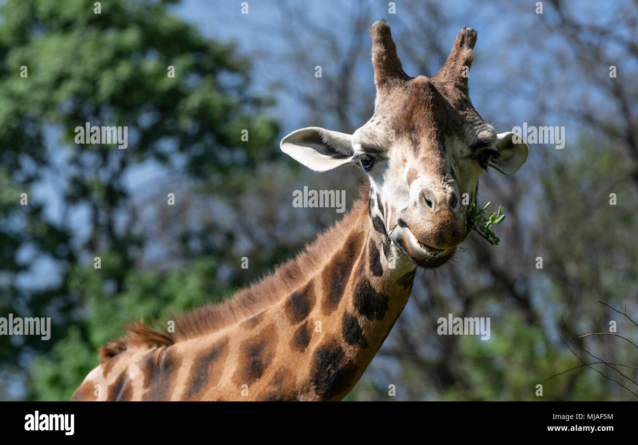 Giraffe chewing on a twig Stock Photo - Alamy