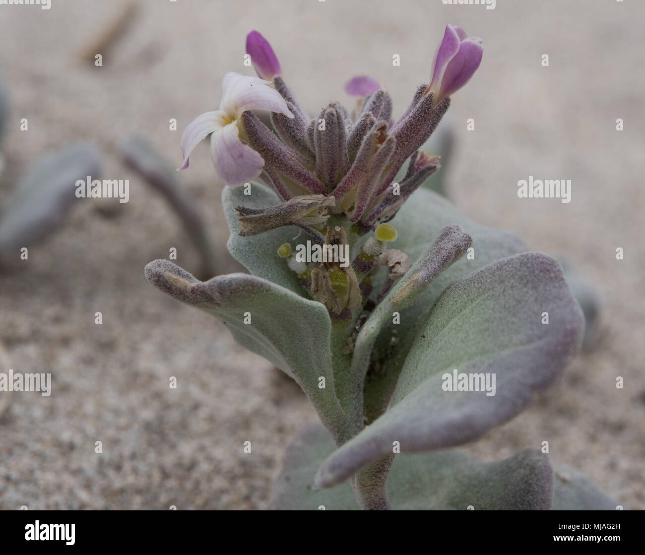 160608-N-QK571-004 PORT HUENEME, Calif. (June 8, 2016) A flowering ...