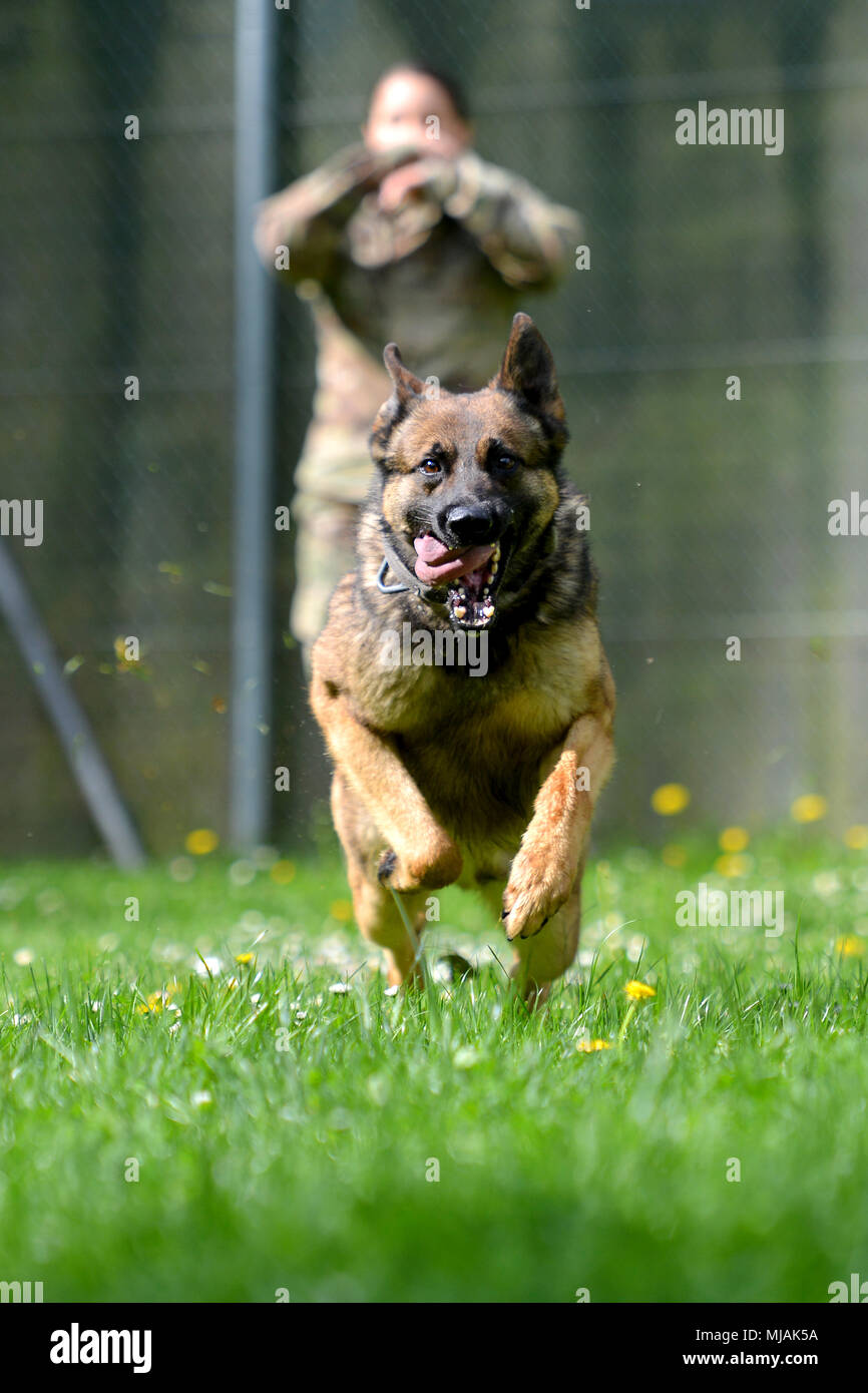 A U.S. Soldier assigned to the 100th Military Police Detachment, 18th ...