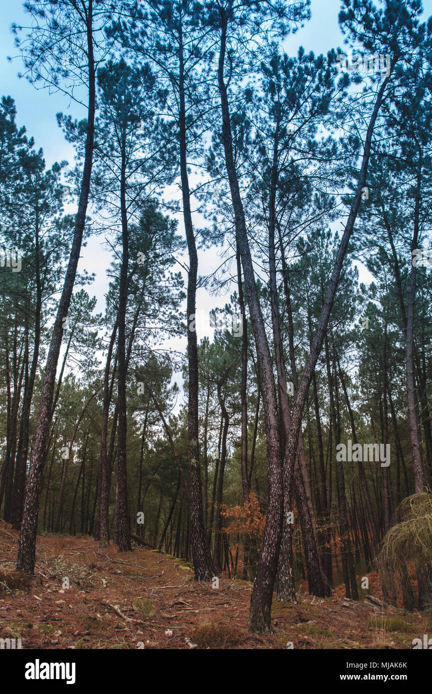 Beautiful trees in the forest in summer in spain hi-res stock ...