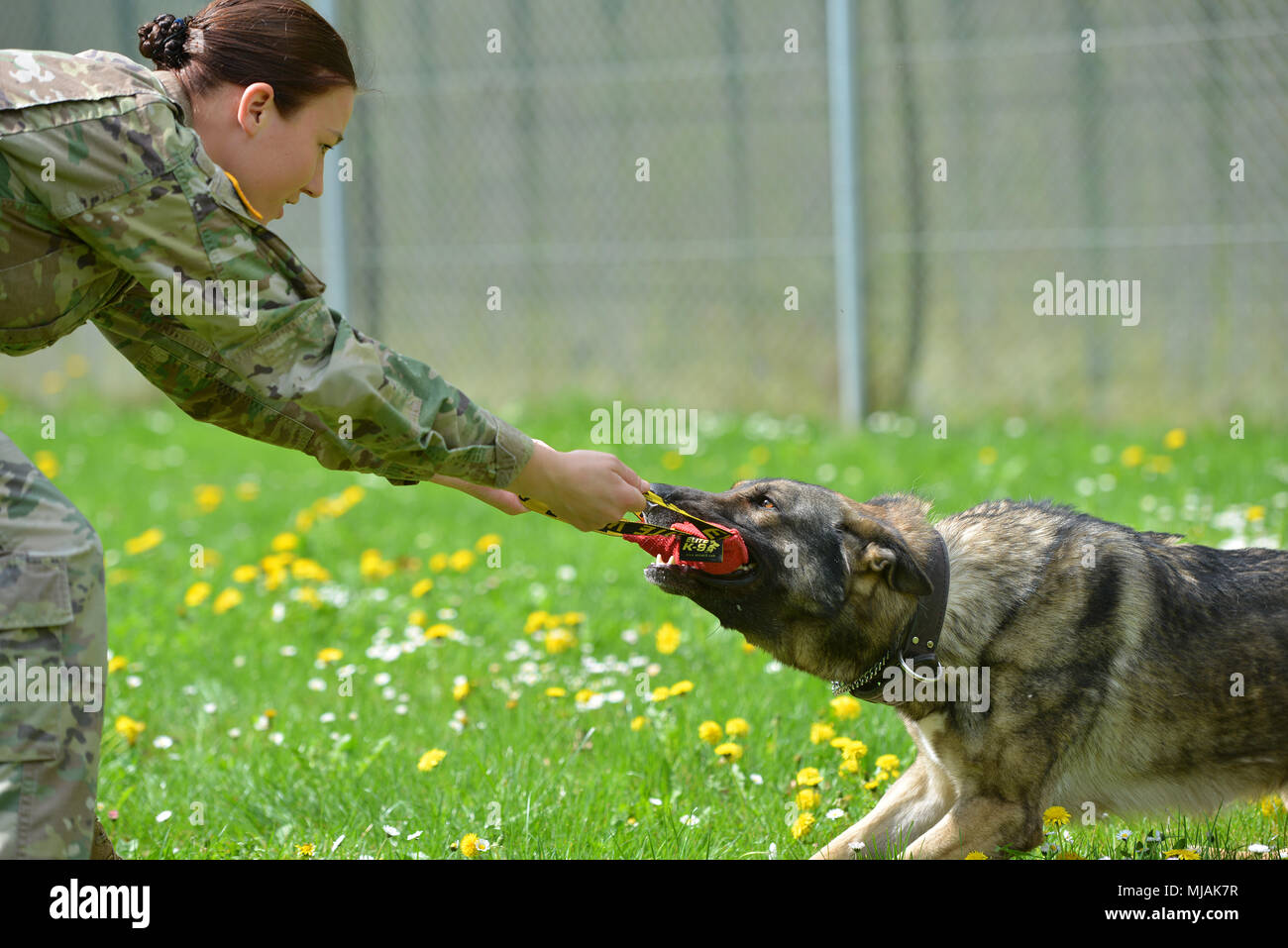 A U.S. Soldier assigned to the 100th Military Police Detachment, 18th ...