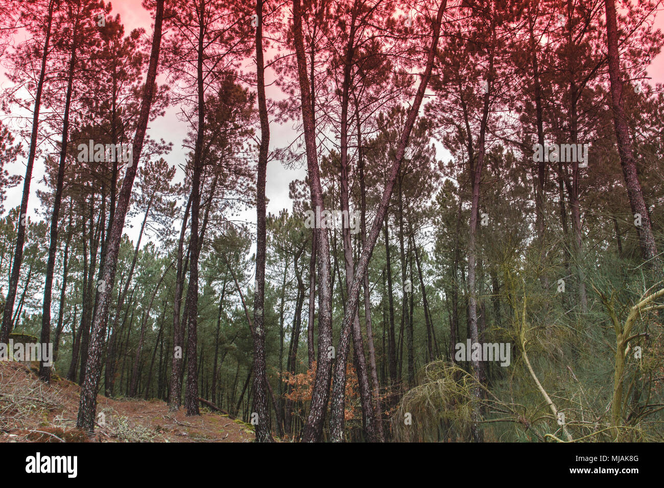 Beautiful trees in the forest in summer in spain hi-res stock ...