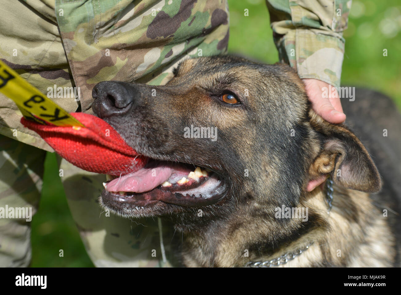 A U.S. Soldier assigned to the 100th Military Police Detachment, 18th ...