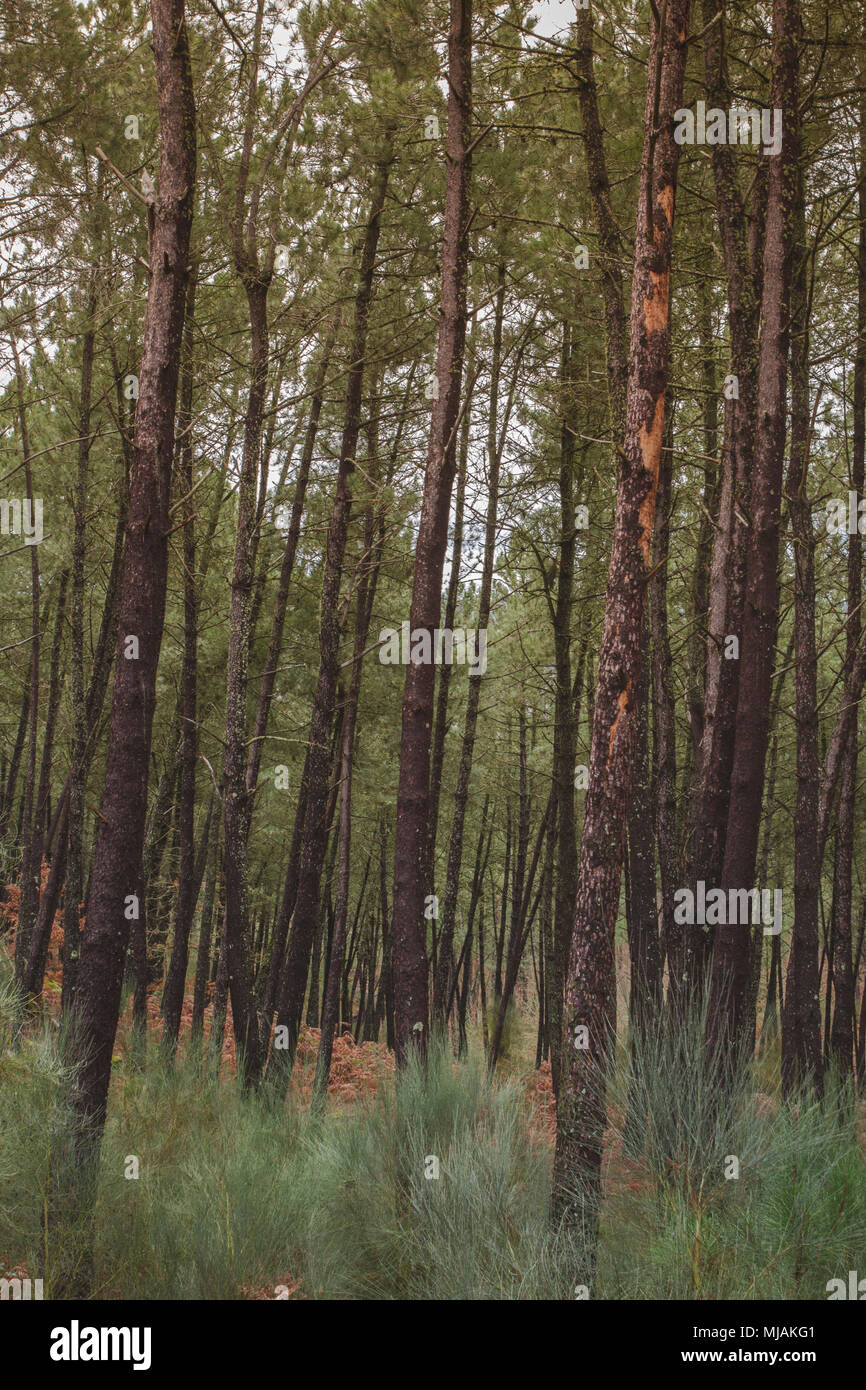 Beautiful trees in the forest in summer in spain hi-res stock ...