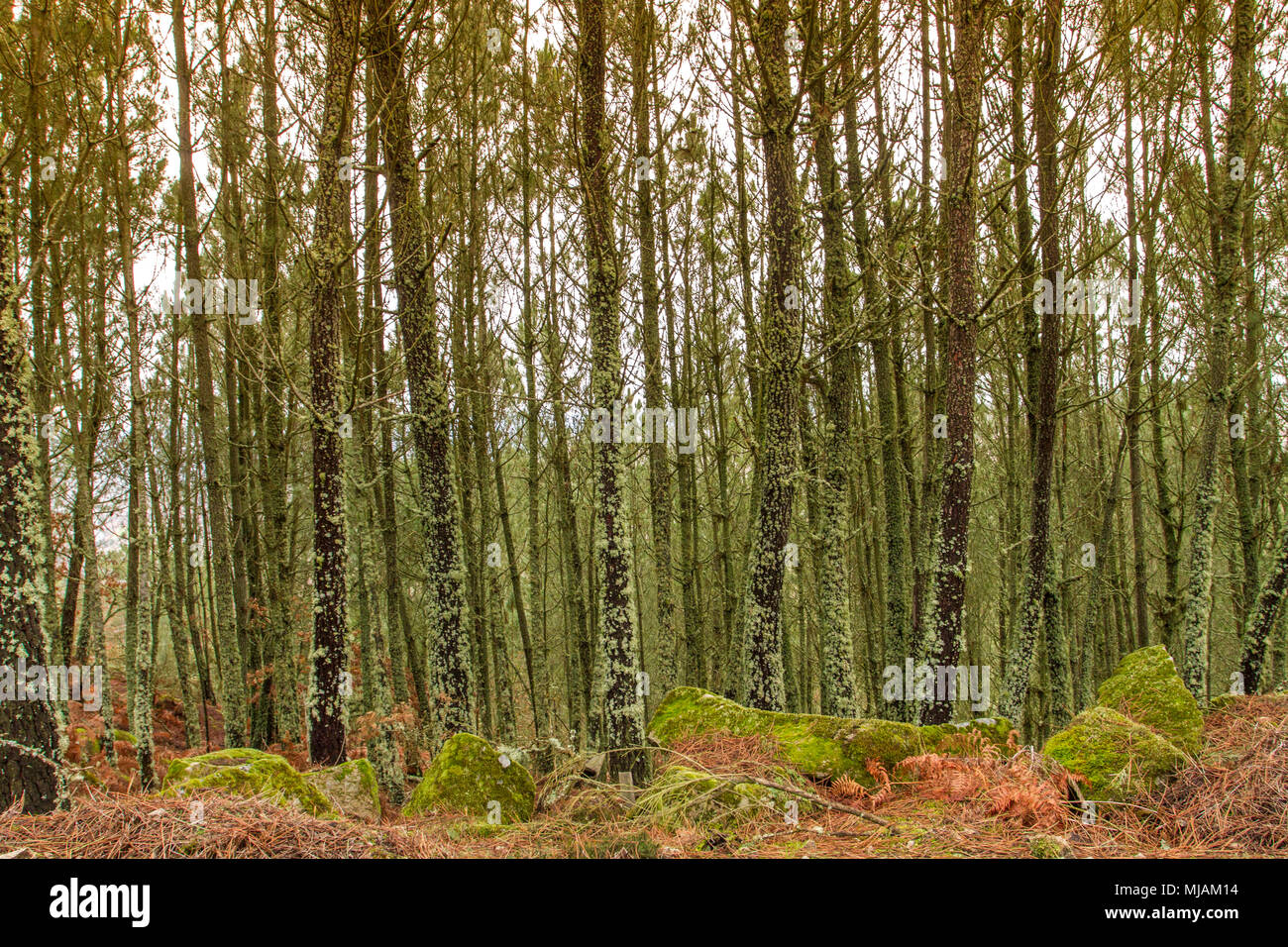 Pine tree forest in Galicia, Spain Stock Photo - Alamy