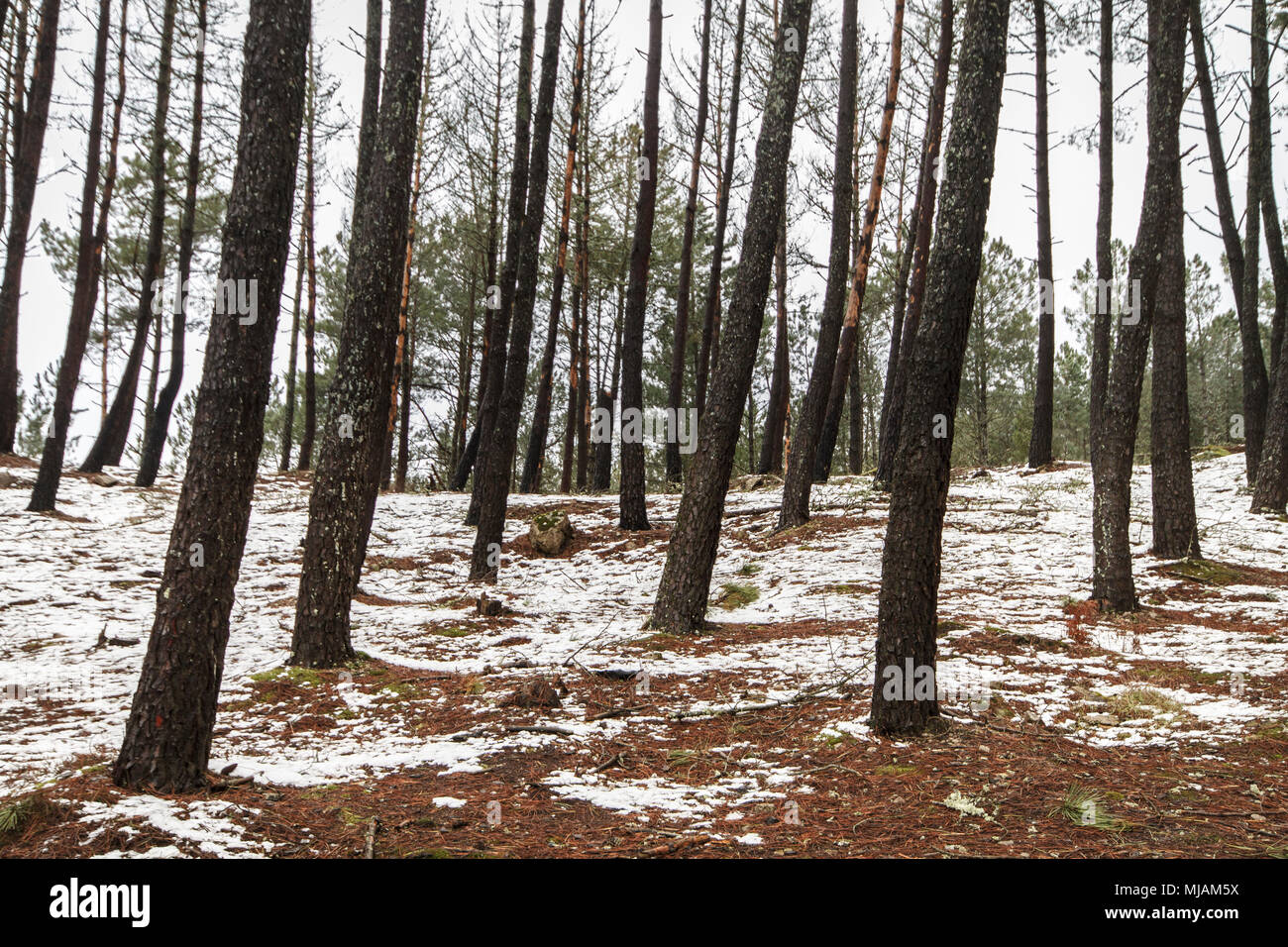 Snowy pine tree forest, Galicia, Spain Stock Photo - Alamy