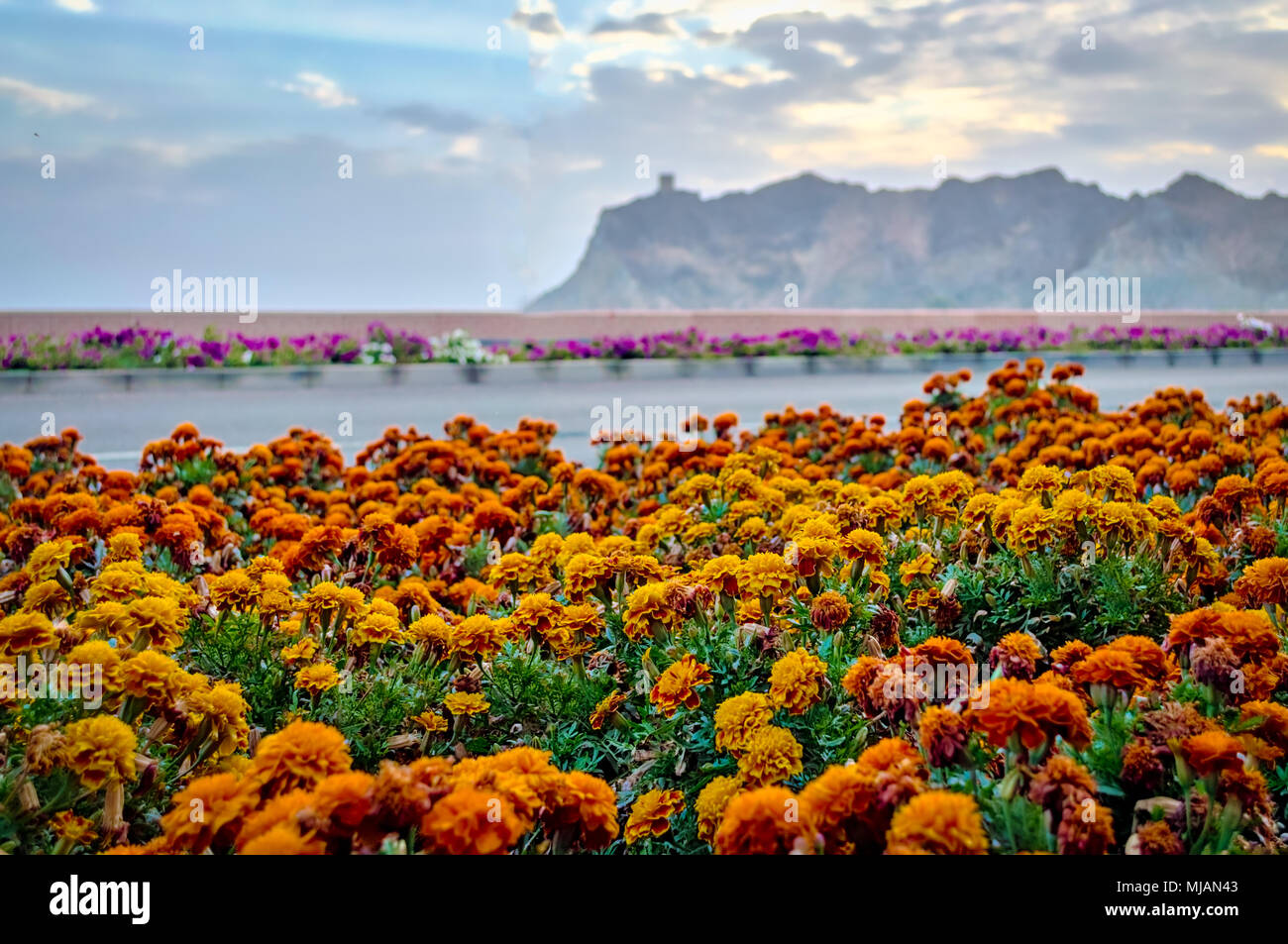 Middle eastern flower hi-res stock photography and images - Alamy