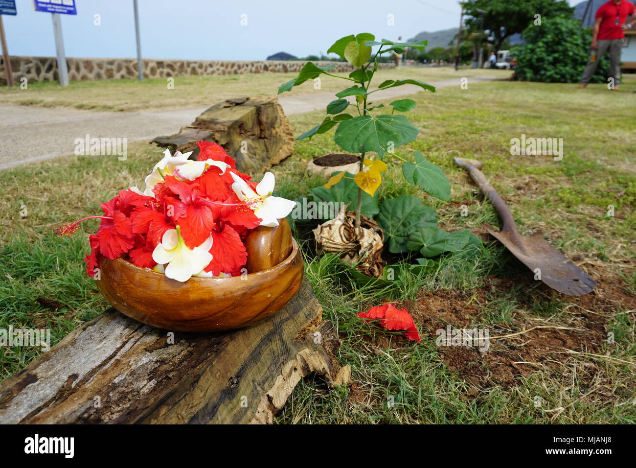The ceremonial planting of the of the hau tree Stock Photo - Alamy