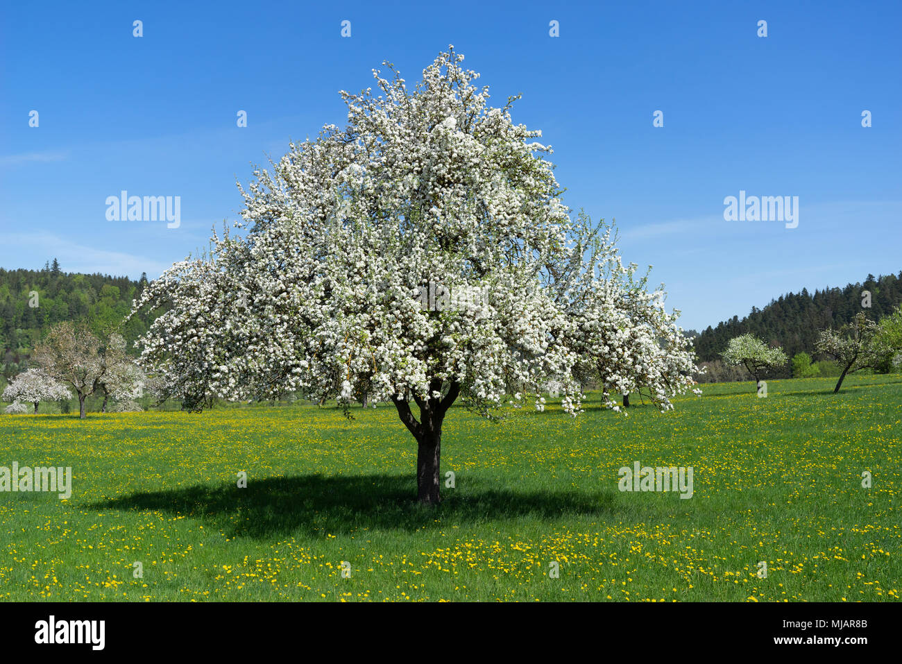 Big Apple Tree High Resolution Stock Photography and Images - Alamy
