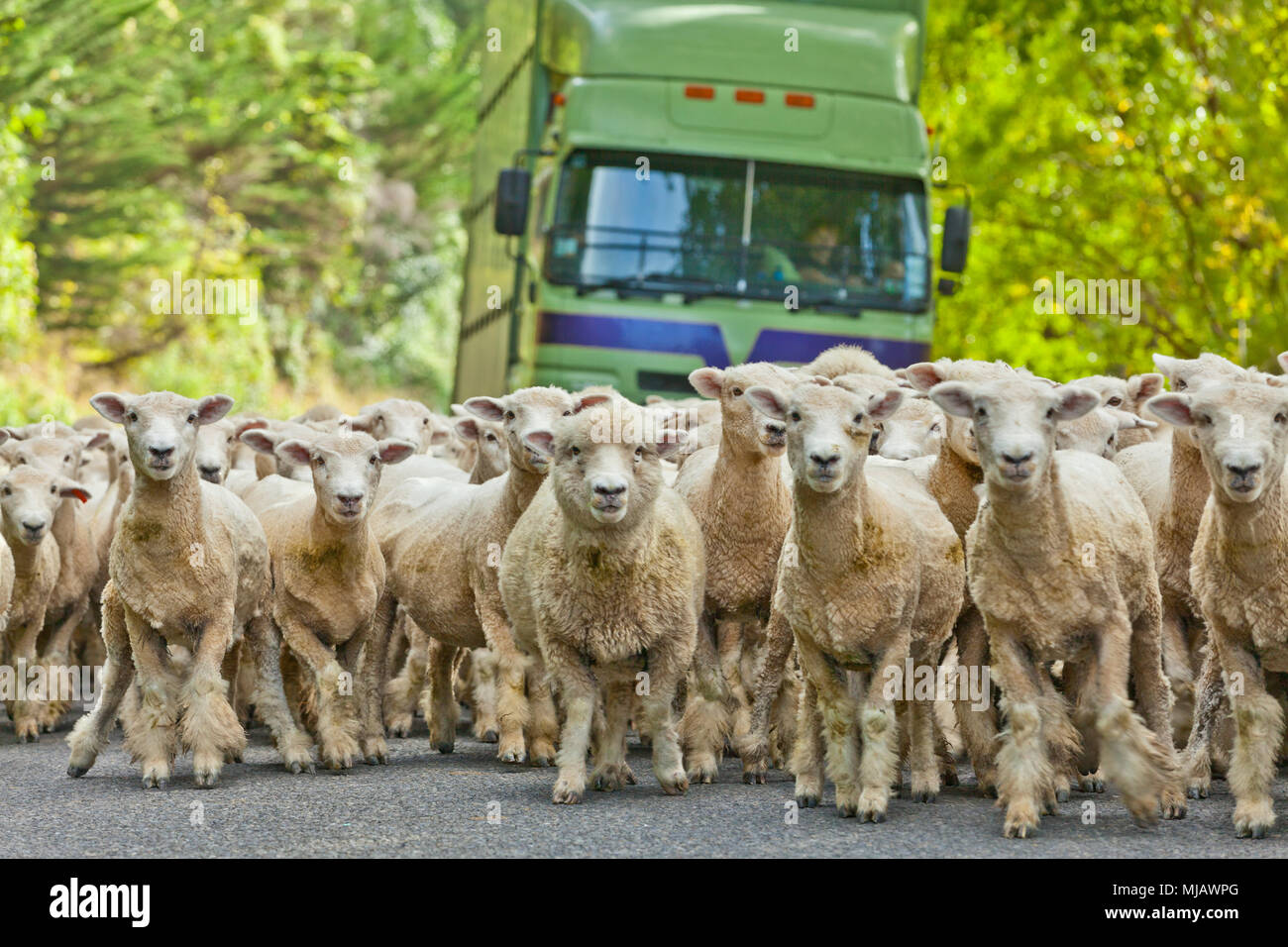 Merino south island new zealand hi-res stock photography and images - Alamy
