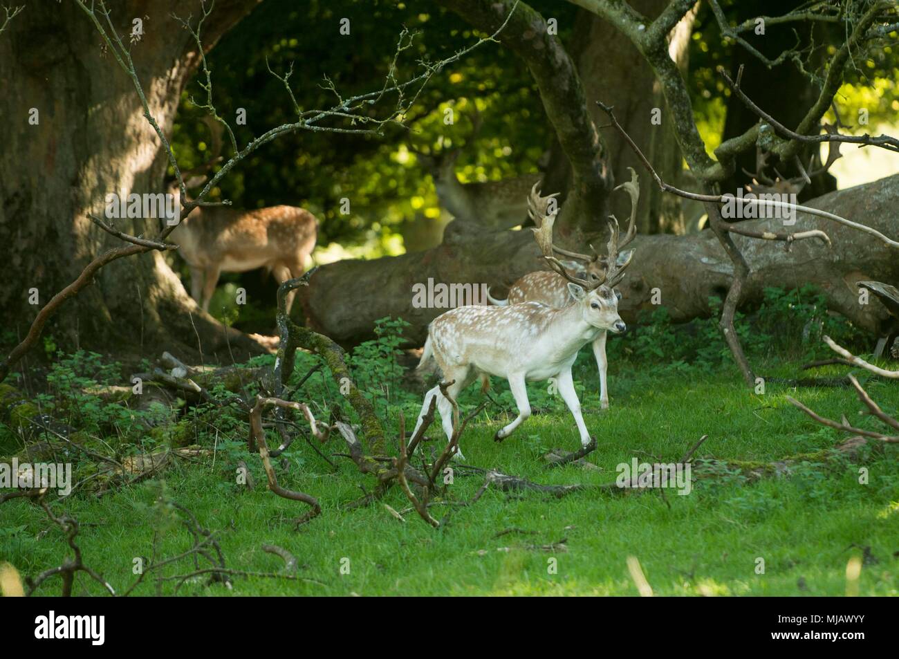 Fallow Deer enjoying the Autumn sunshine at The National Trusts Dyrham ...