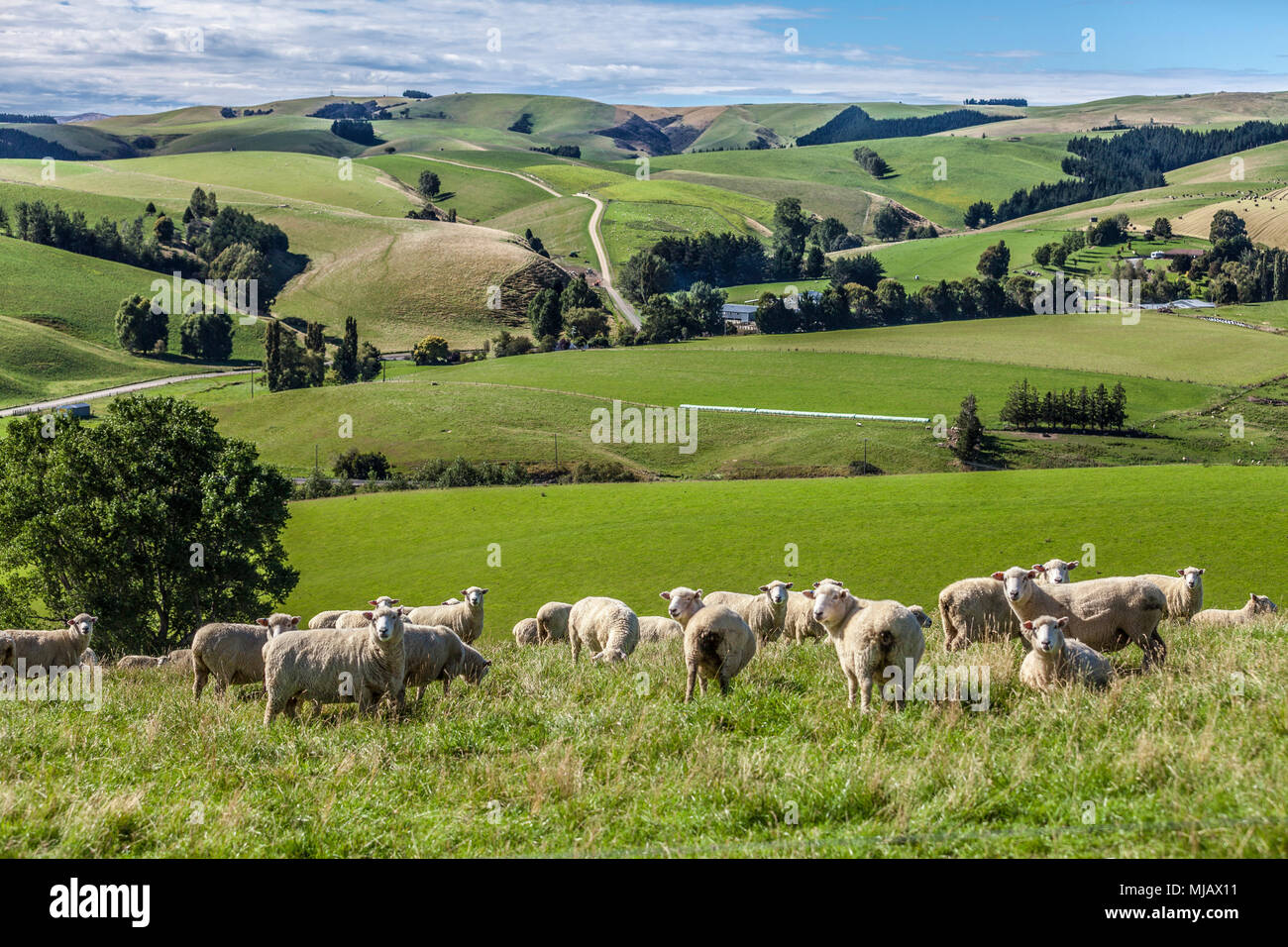 herd of Merino sheep in the wide landscape of New Zealands Noth Island ...