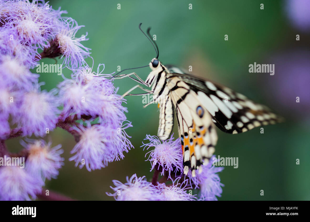 Cream and Orange swallowtail on a buddlea bush Stock Photo - Alamy