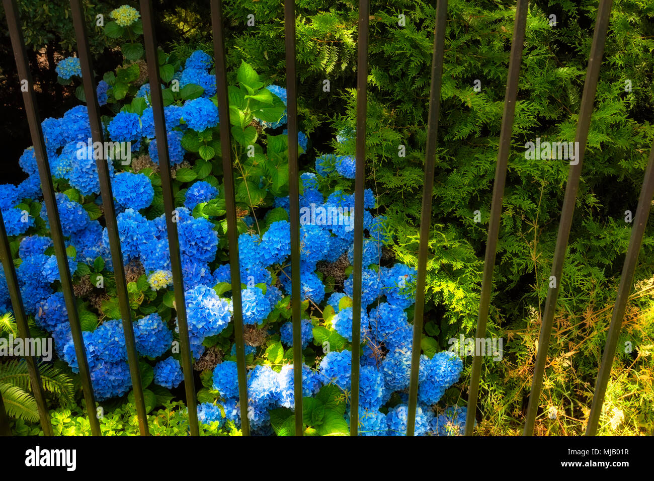 Blue hydrangea fence hi-res stock photography and images - Alamy