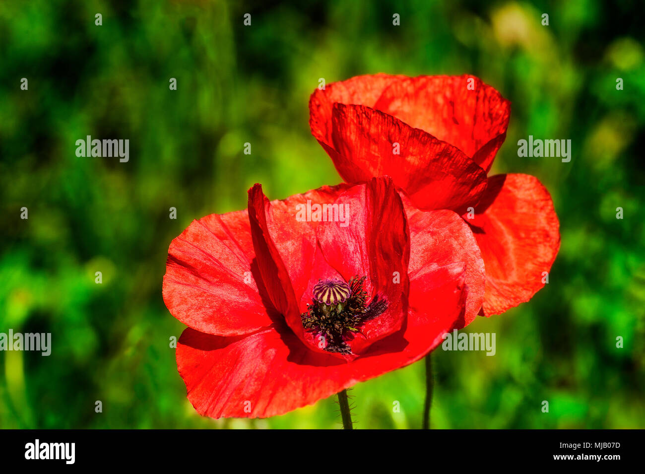 Poppy shape hi-res stock photography and images - Alamy