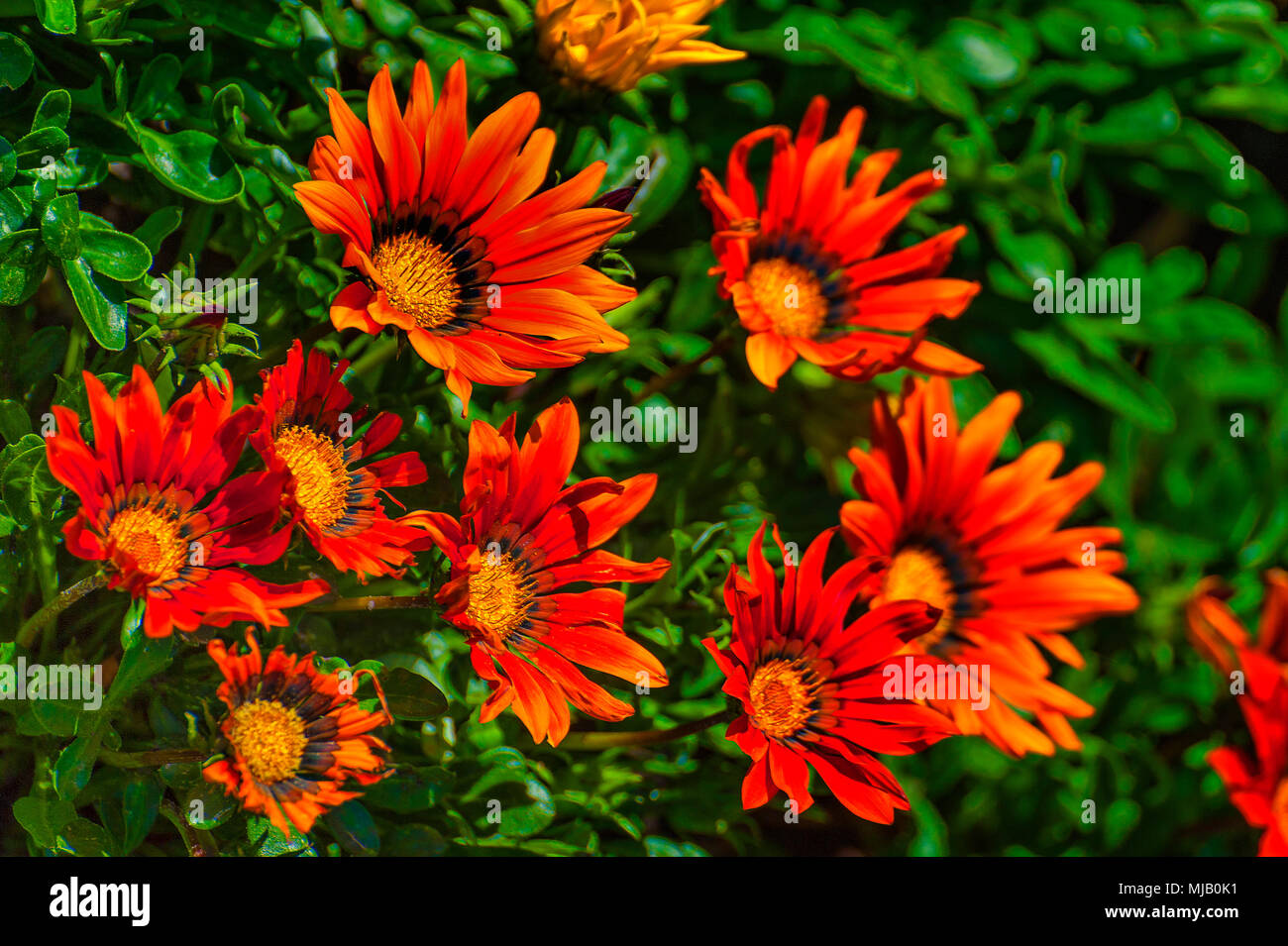 Daisy sunlight petals hi-res stock photography and images - Alamy