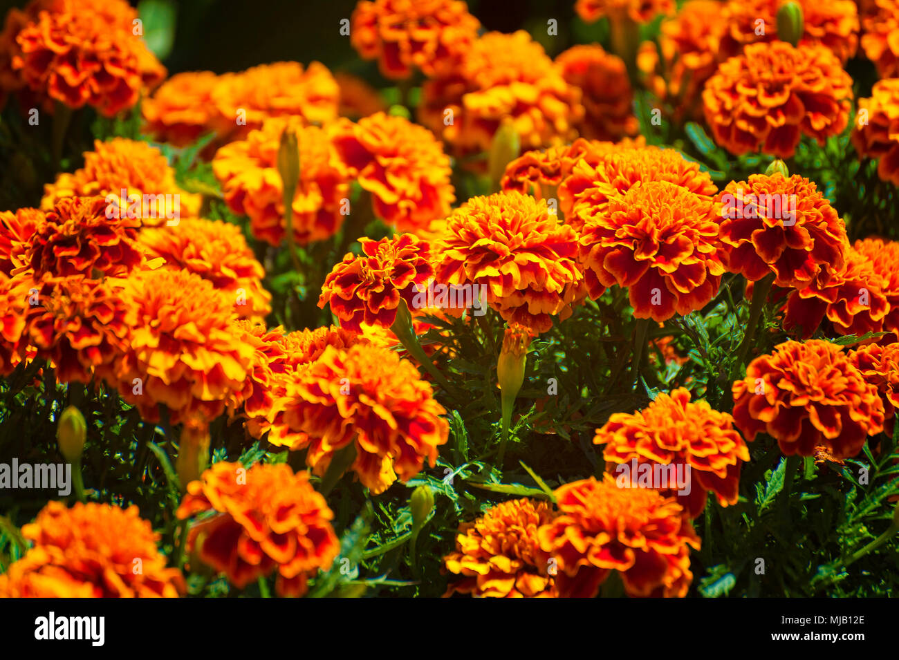 Marigold orange yellow hi-res stock photography and images - Alamy