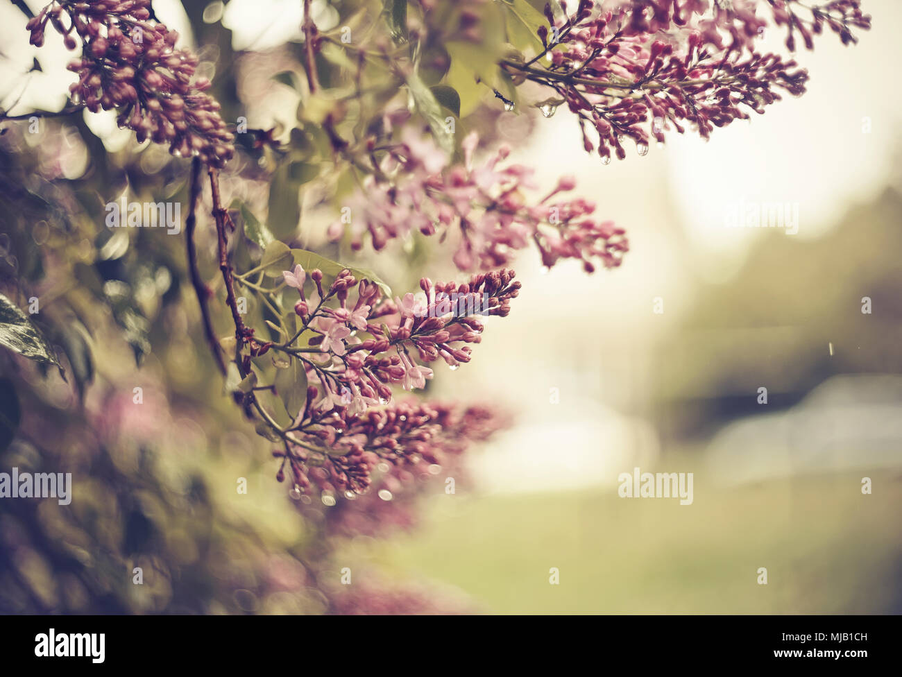 Wet branches of the blossoming lilac in the spring Stock Photo - Alamy