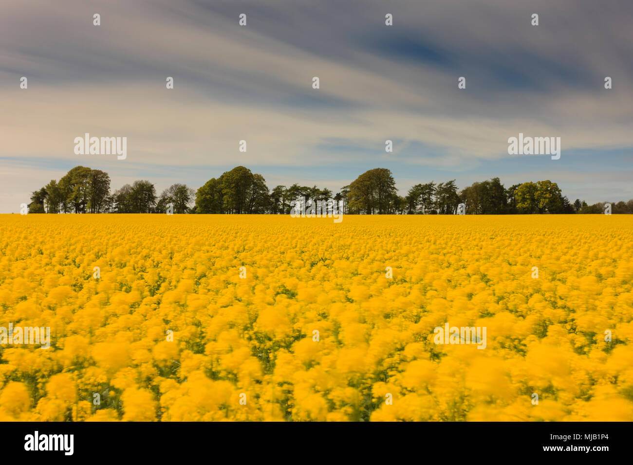 Yellow west movement hi-res stock photography and images - Alamy