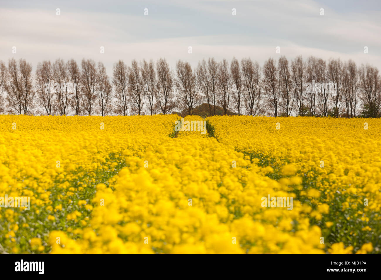 Yellow west movement hi-res stock photography and images - Alamy