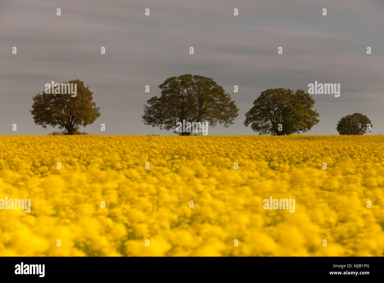 Yellow West Movement High Resolution Stock Photography and Images - Alamy