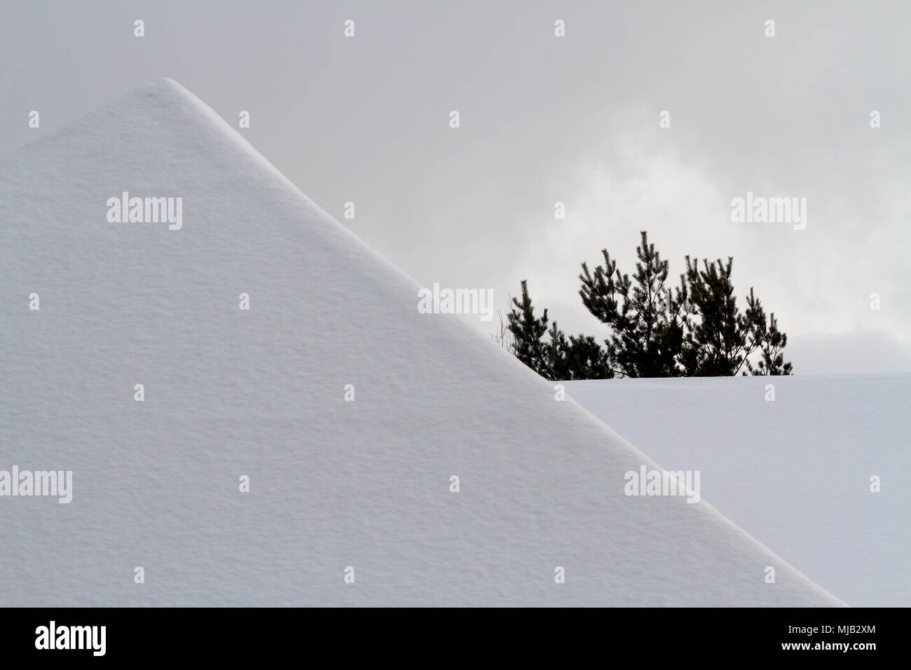 Tree trunk over snowy roof Stock Photo - Alamy