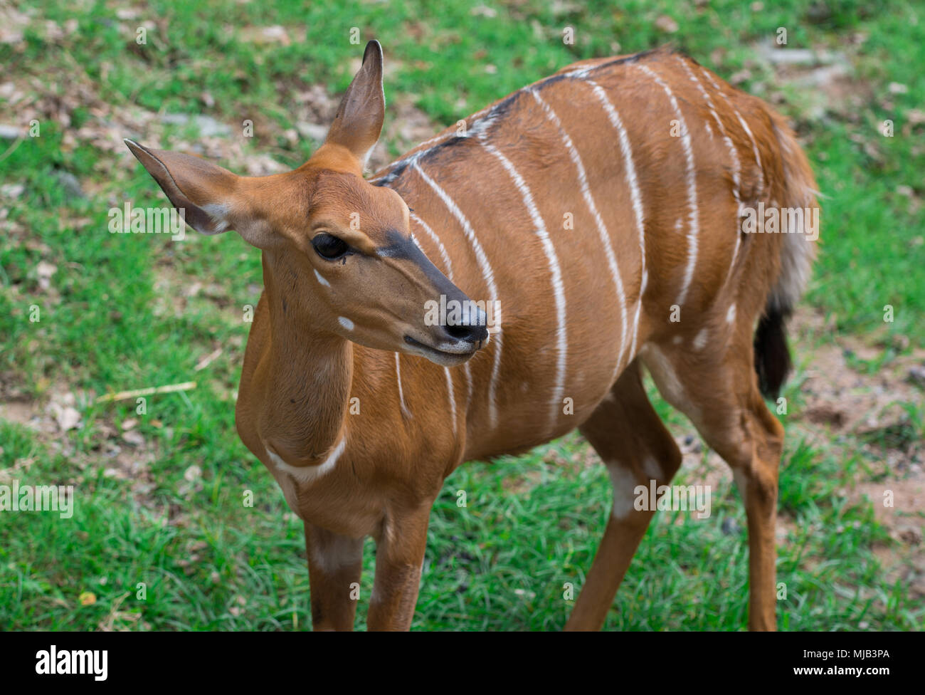 Red moose on green hi-res stock photography and images - Alamy