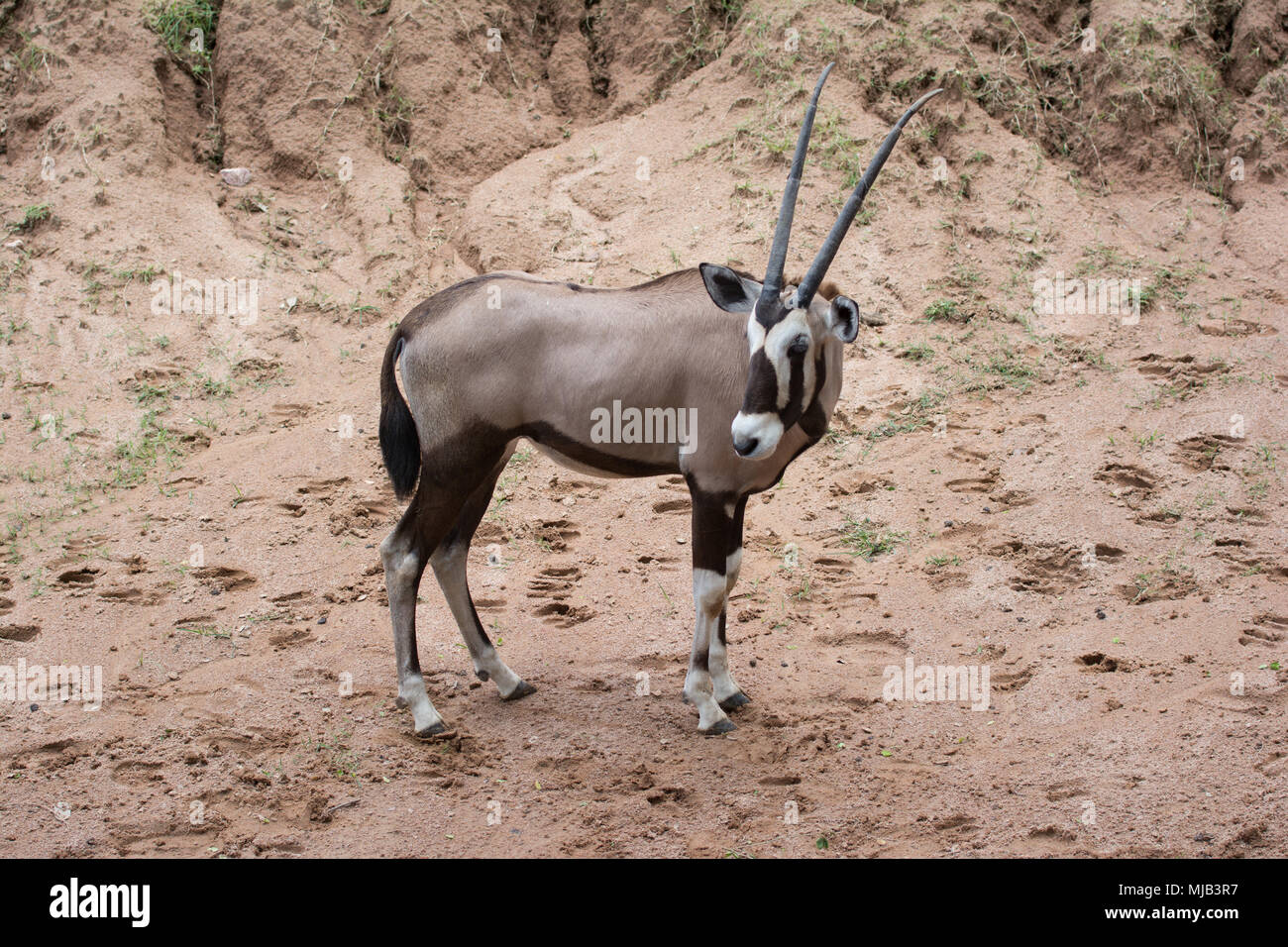 Orynx hi-res stock photography and images - Alamy
