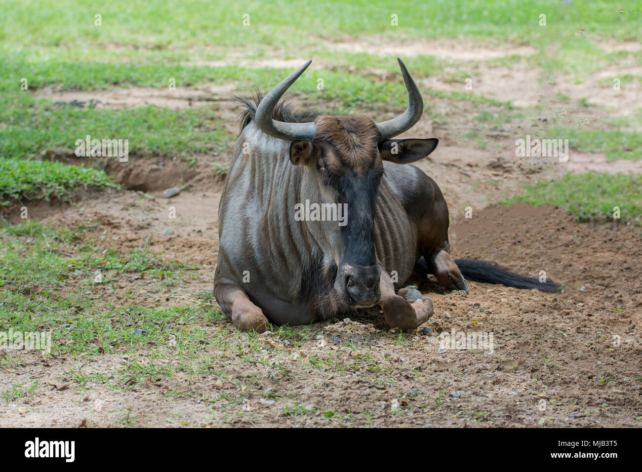 Animal crouch hi-res stock photography and images - Alamy