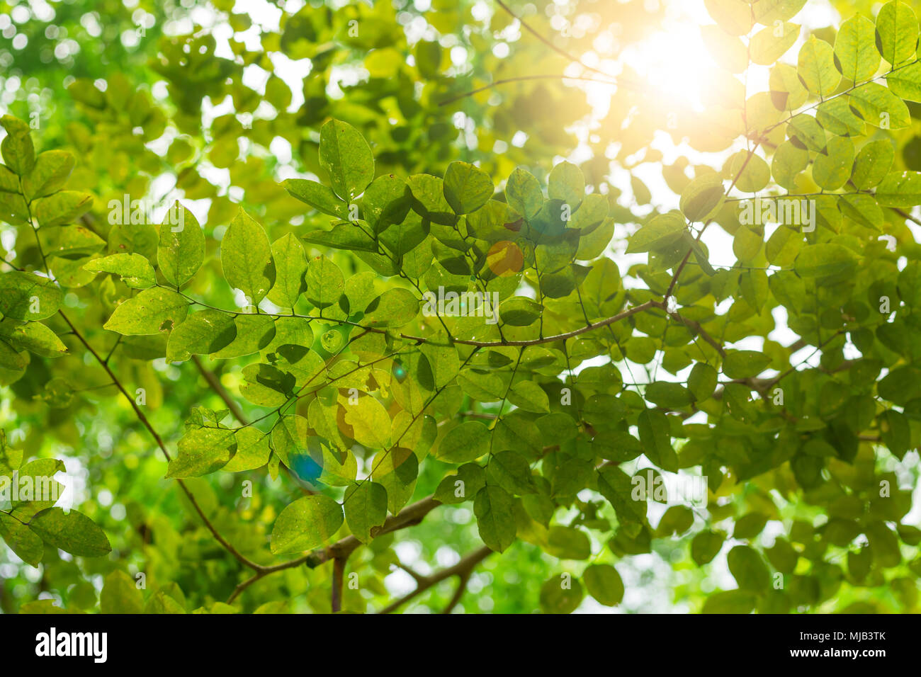 sunlight and fresh green background Stock Photo - Alamy