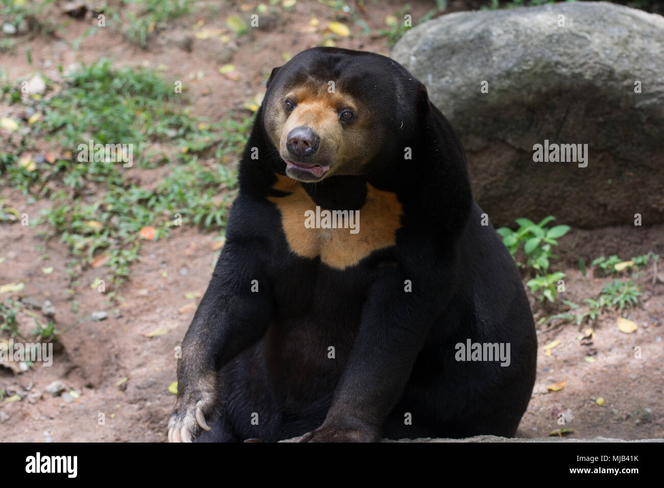 Asian black bear, asiatic black bear hi-res stock photography and ...