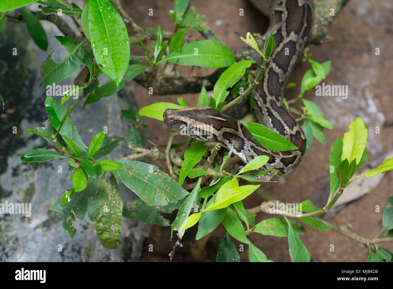 a snake crawl through bush Stock Photo - Alamy