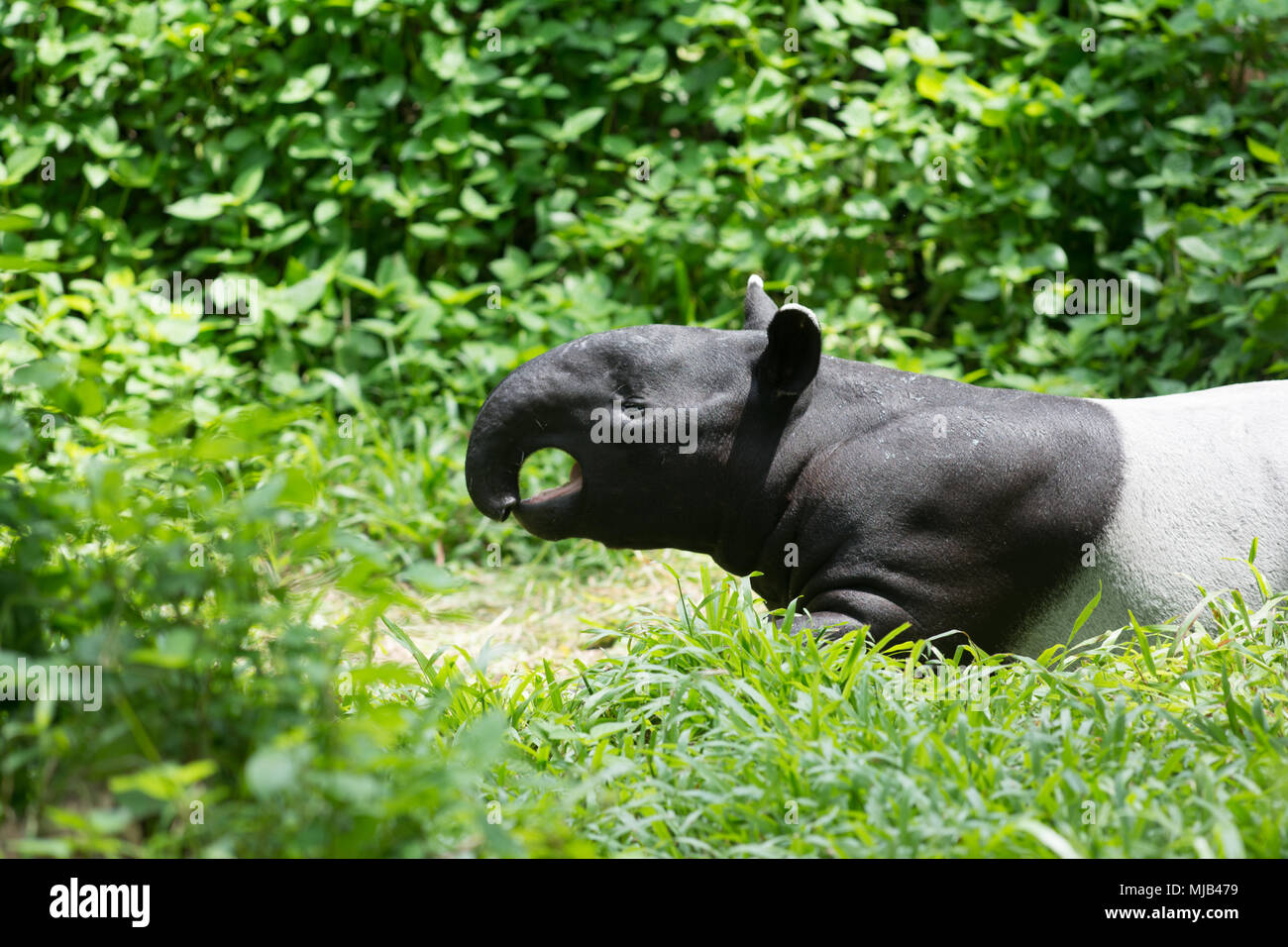 Perissodactyl hoof hi-res stock photography and images - Alamy