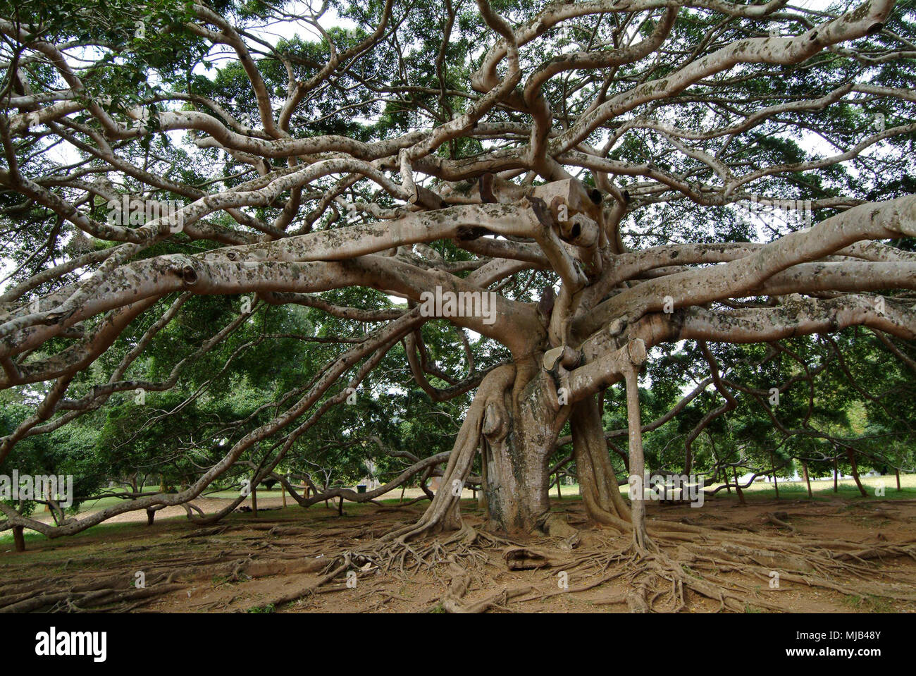 Peradeniya Botanical Gardens, Kandy, Sri Lanka showing bamboo with ...