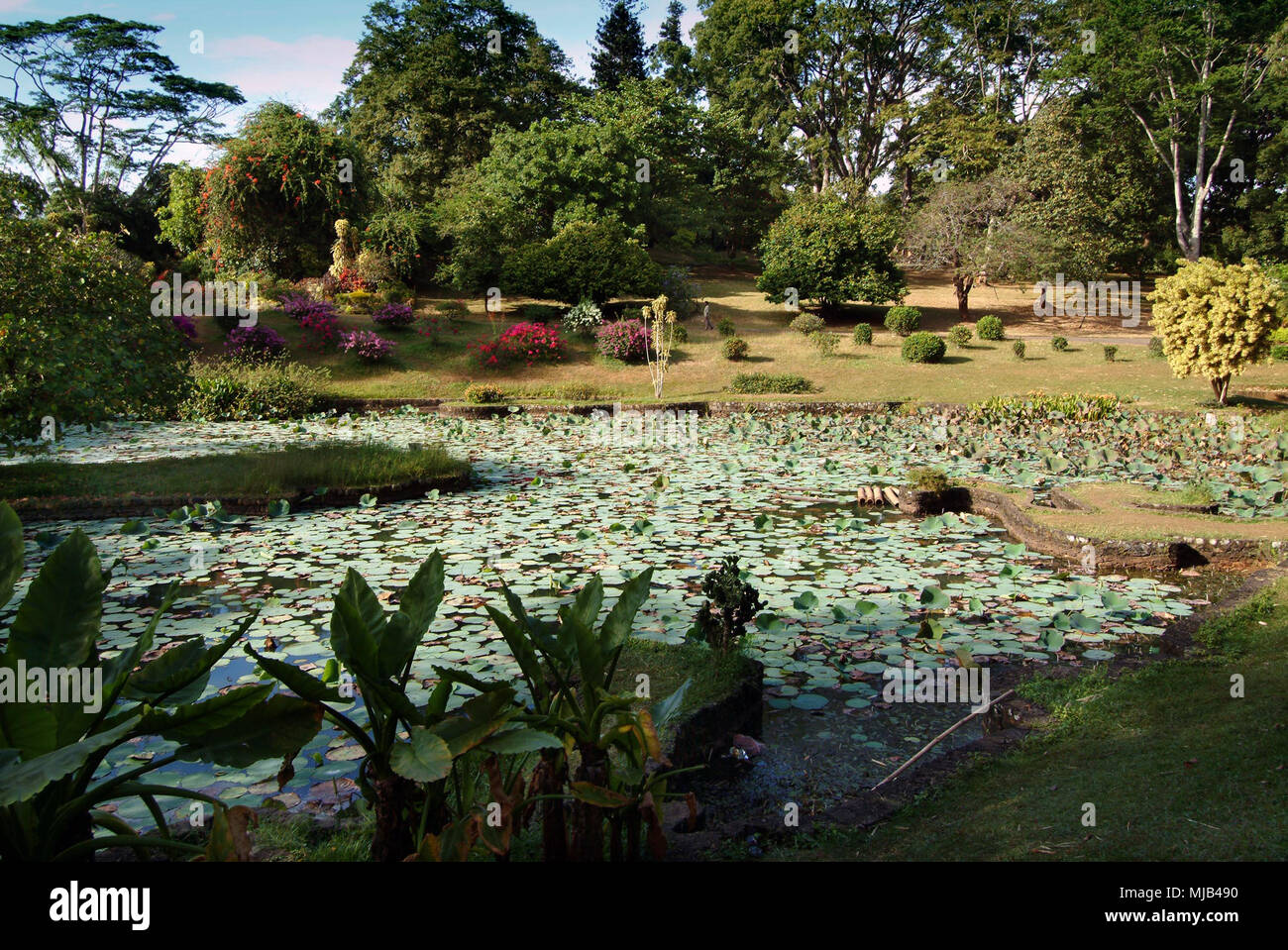 Peradeniya Botanical Gardens, Kandy, Sri Lanka showing bamboo with ...