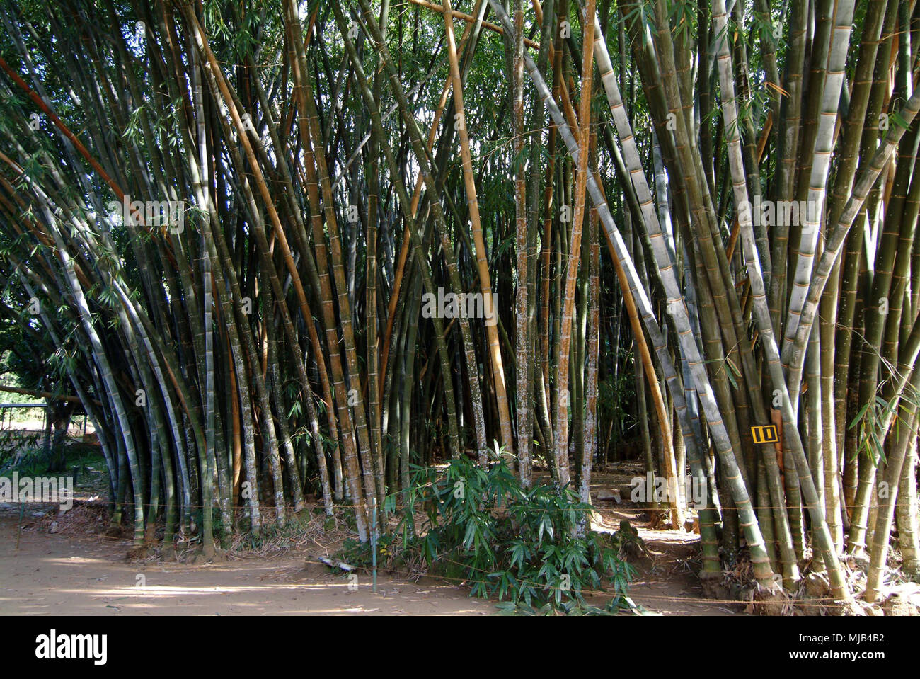 Peradeniya Botanical Gardens, Kandy, Sri Lanka showing bamboo with ...