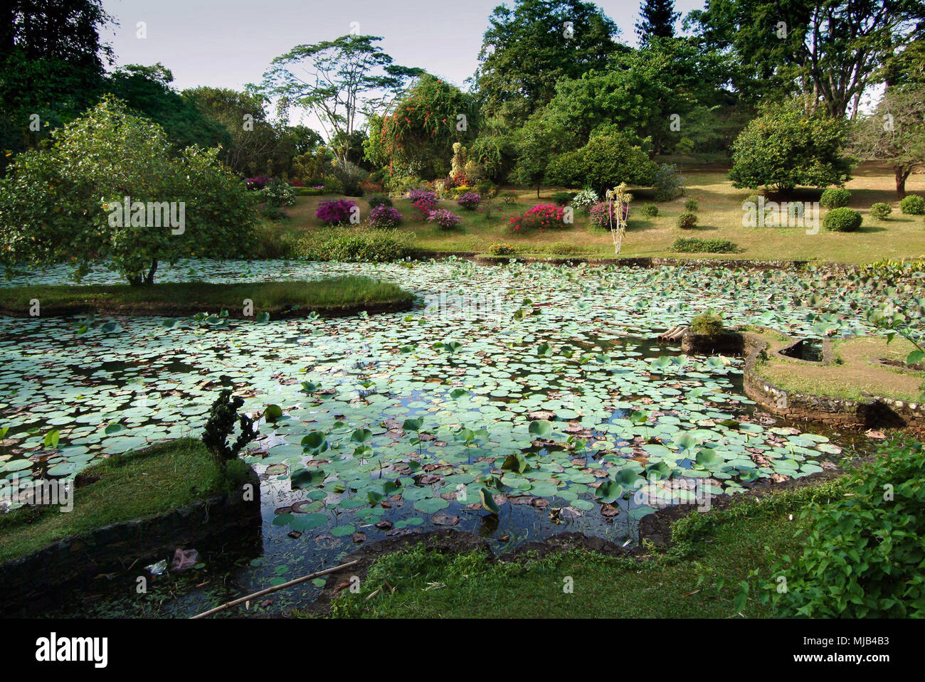 Giant javan fig tree hi-res stock photography and images - Alamy