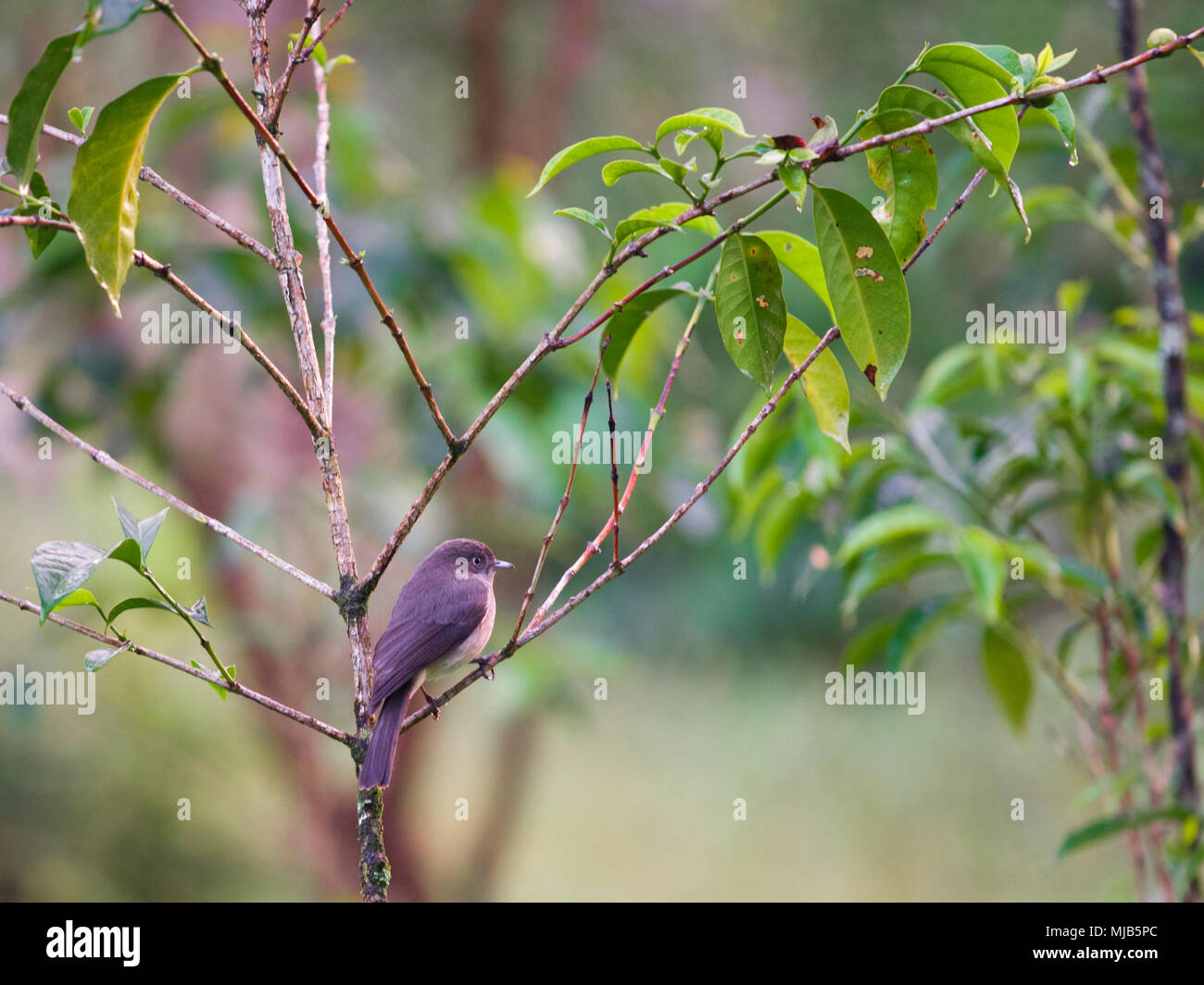 Ethiopia coffee farm hi-res stock photography and images - Alamy