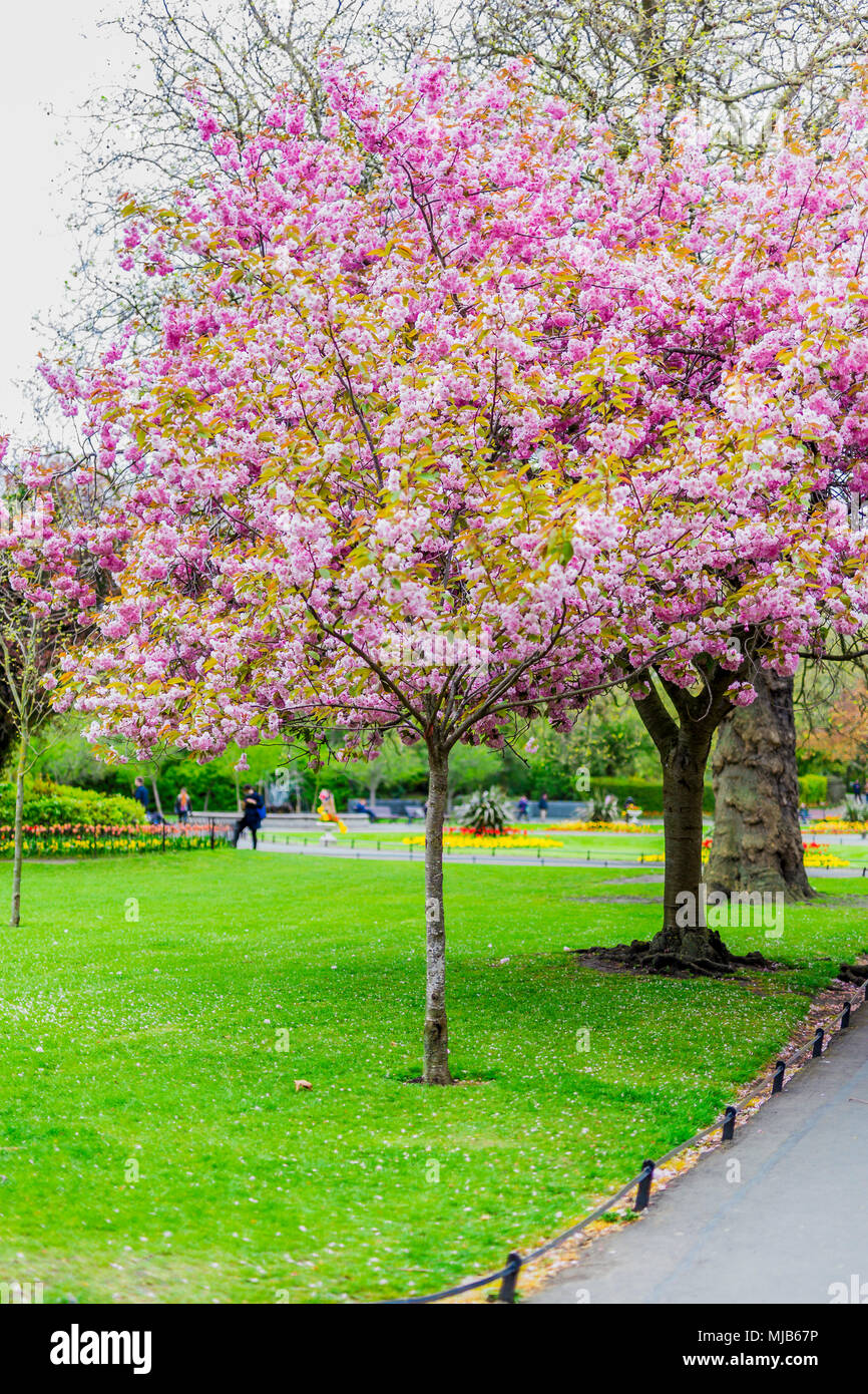 pink tree in city park in spring with plenty of blossoms surrounded by ...