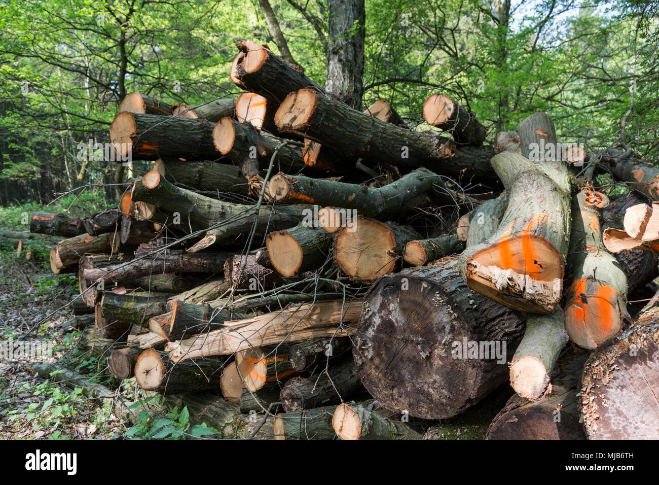 Logs in a German forest, Mülheim an der Ruhr, Germany Stock Photo - Alamy