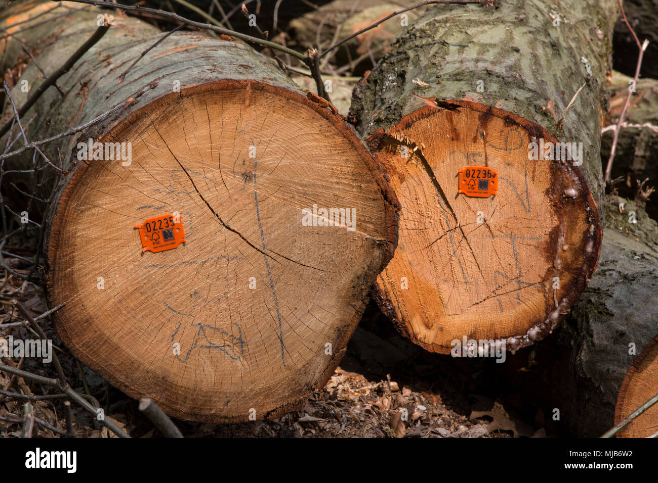 Timber industry germany hi-res stock photography and images - Alamy
