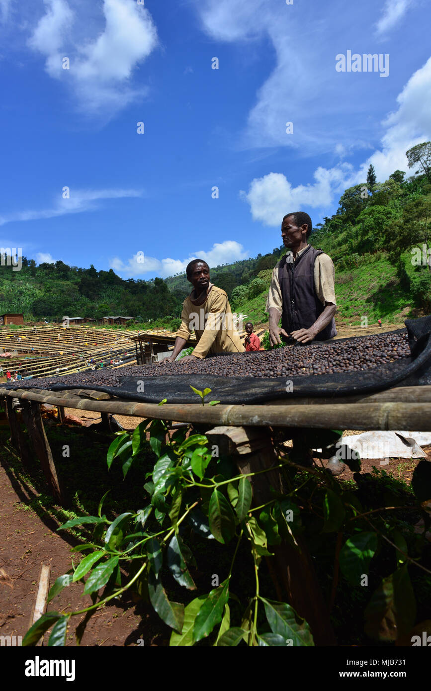 Coffee mill workers, handsorting dry processing coffee grains, Suke ...