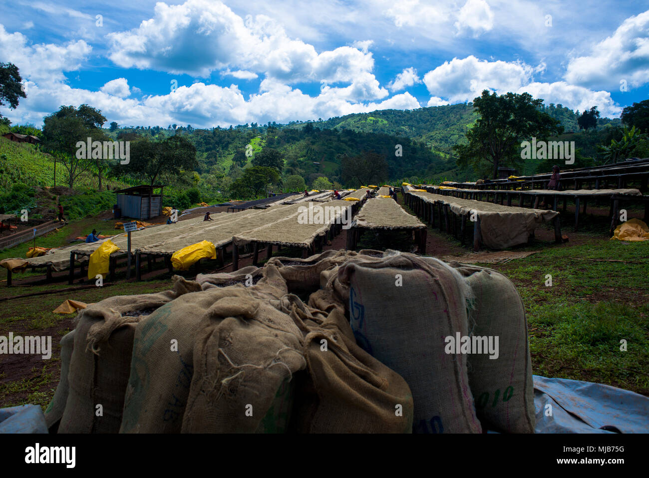 A view of coffee processing mill, with african beds (tables for drying ...