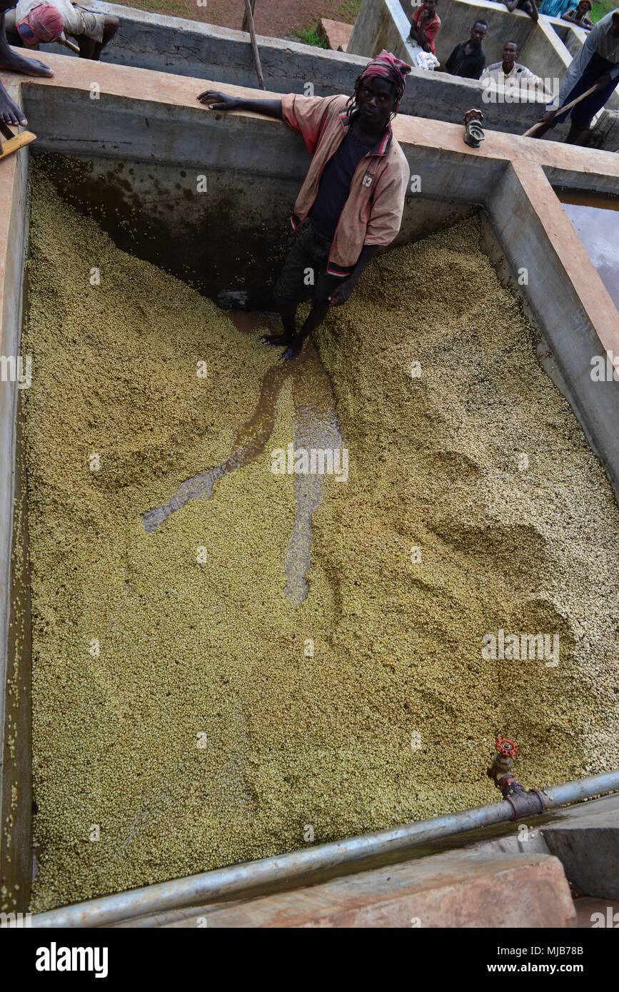 Dry coffee processing hi-res stock photography and images - Alamy