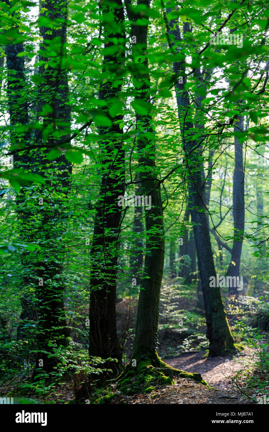 Typical German deciduous beech tree forest in spring, Mülheim an der ...