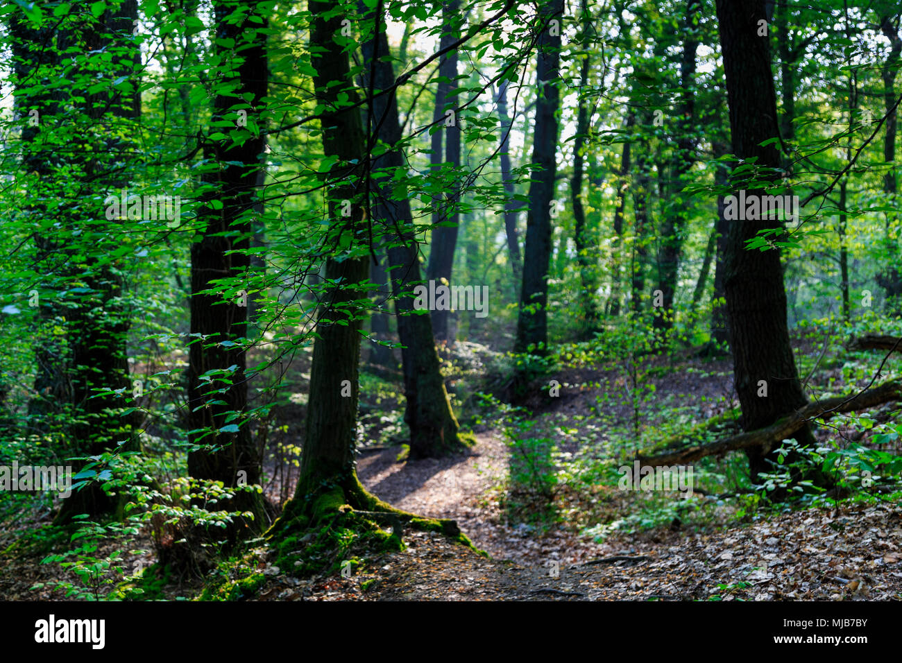 Typical German deciduous beech tree forest in spring, Mülheim an der ...