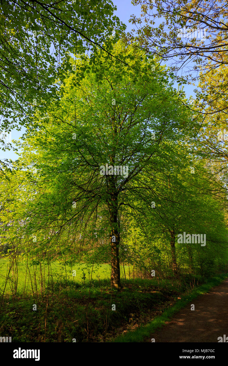 Spring lime tree hi-res stock photography and images - Alamy